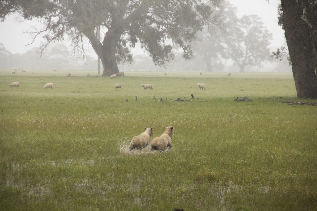Pasture care after flooding | spec.com.au