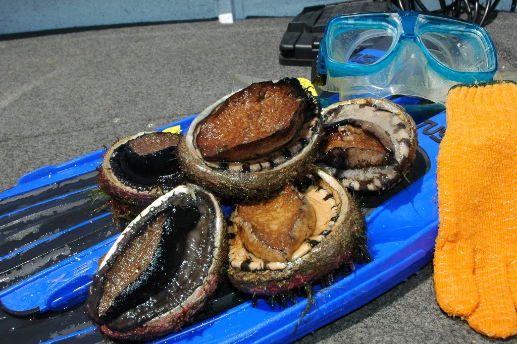 Ab virus returns | spec.com.au