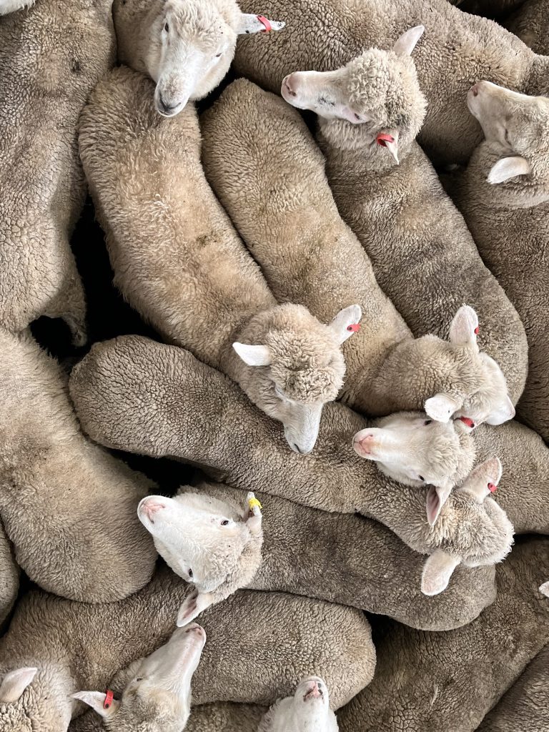 Lambs offer less weight but sheep quality rises | spec.com.au
